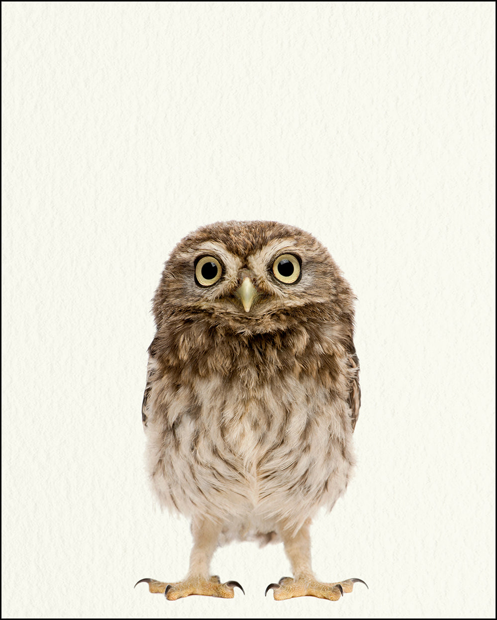 Woodland Baby Owlette - Baby Animal Print - 8 x 10 — Fresh Prints of CT