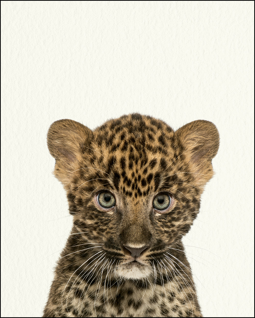 newborn leopard print