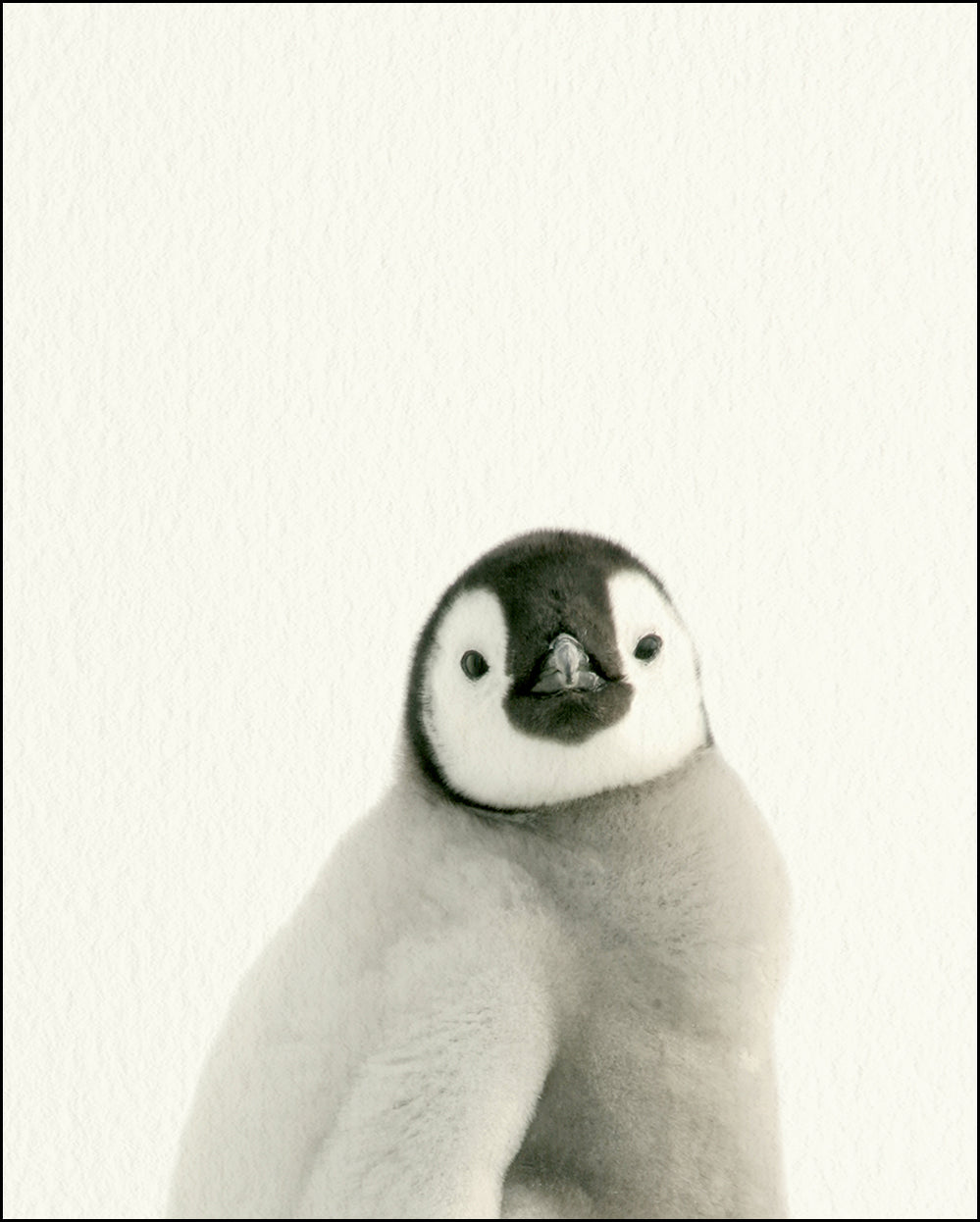 Zoo Baby Penguin - Baby Animal Print - 8 x 10 — Fresh Prints of CT