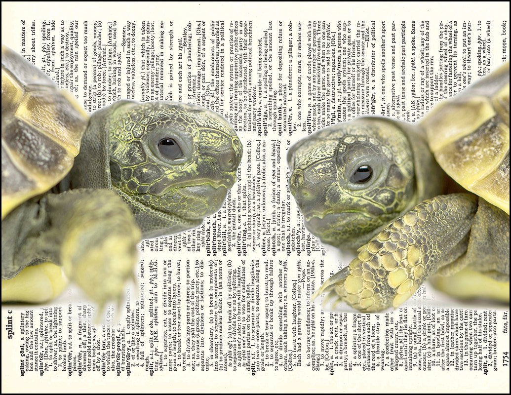Turtle Love - Dictionary Art Print — Fresh Prints of CT